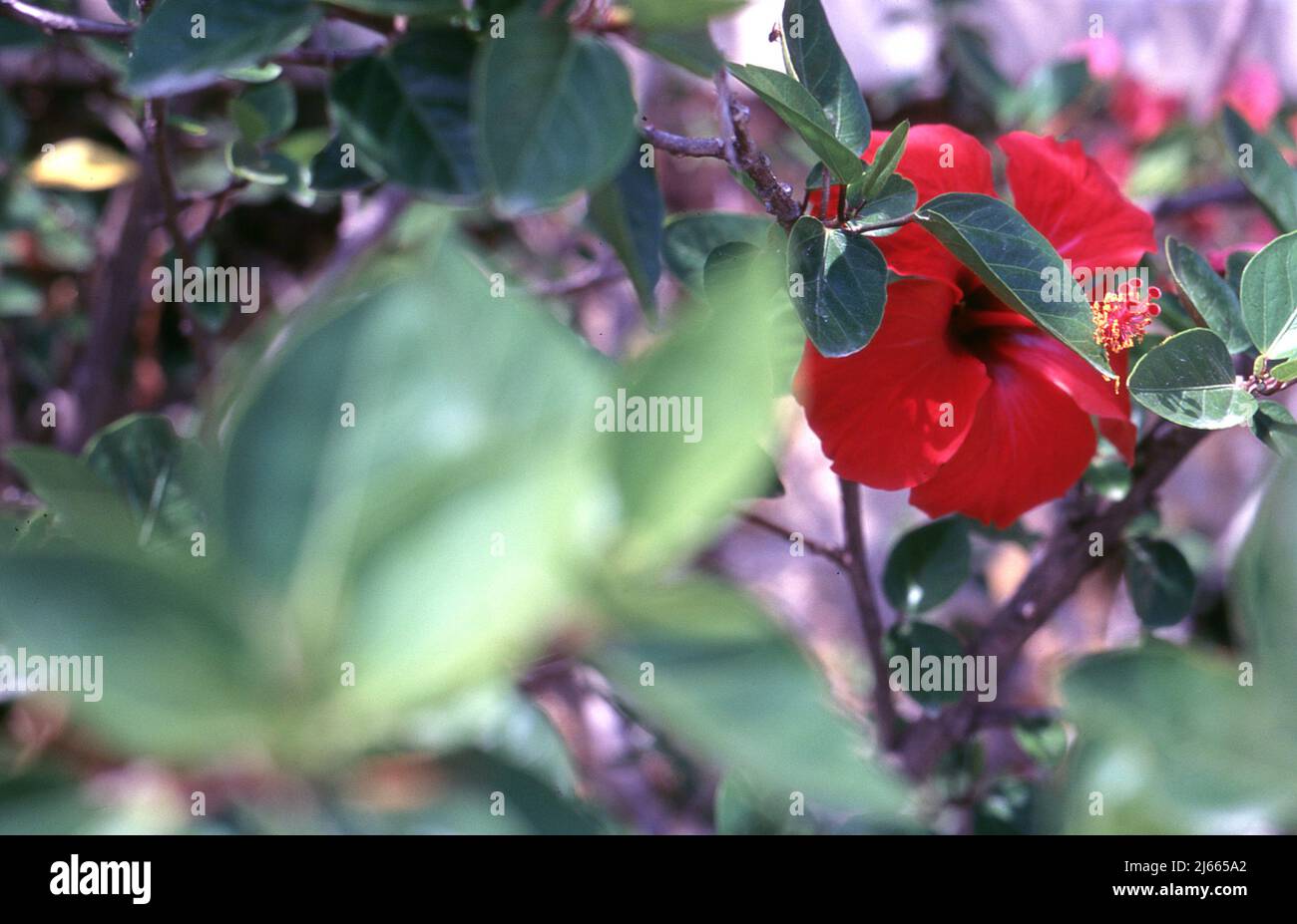 Spanish Red Flowers Raymond Boswell Stock Photo - Alamy