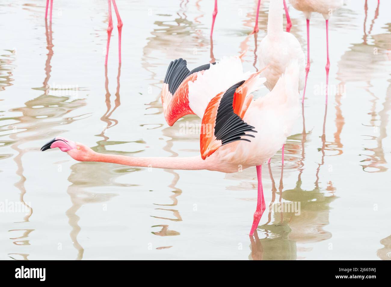 Flamingo stretching hi-res stock photography and images - Alamy