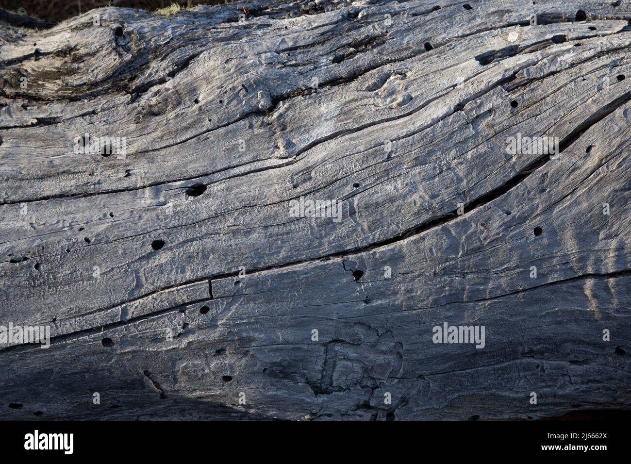 dry tree trunk texture Stock Photo - Alamy