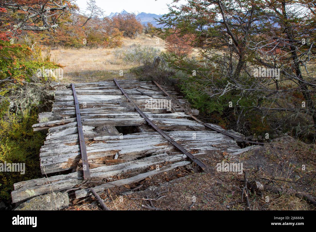 yellow leaves announcing autumn Stock Photo - Alamy