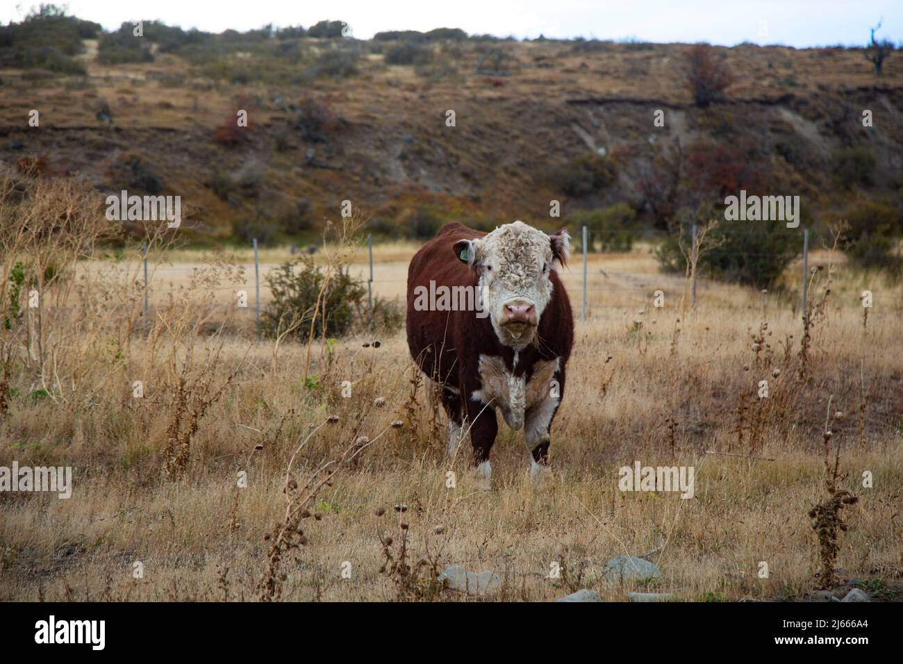 Bulling the cow hi-res stock photography and images - Alamy