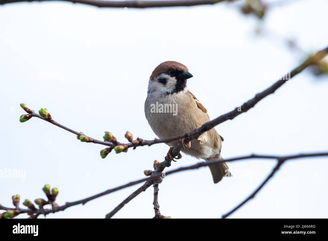 Little house sparrow sitting on spring tree branch photo Stock Photo ...