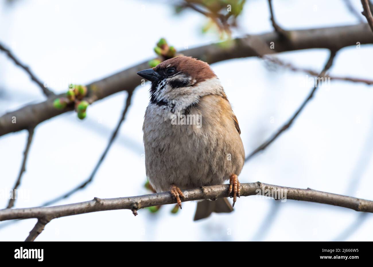 Sparrow sitting on branch spring hi-res stock photography and images ...