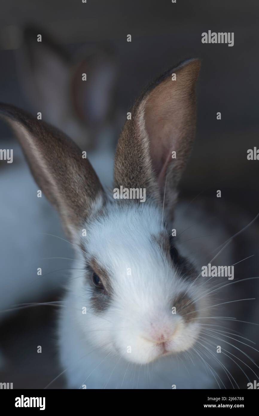 Close-up shot of white rabbit and brown spots with blurred out of focus ...