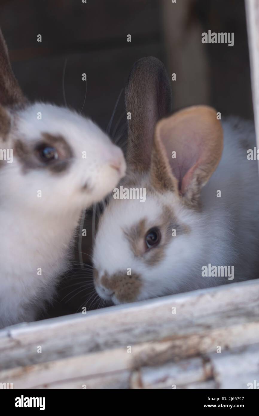 Close-up shot of white rabbit and brown spots with blurred out of focus ...