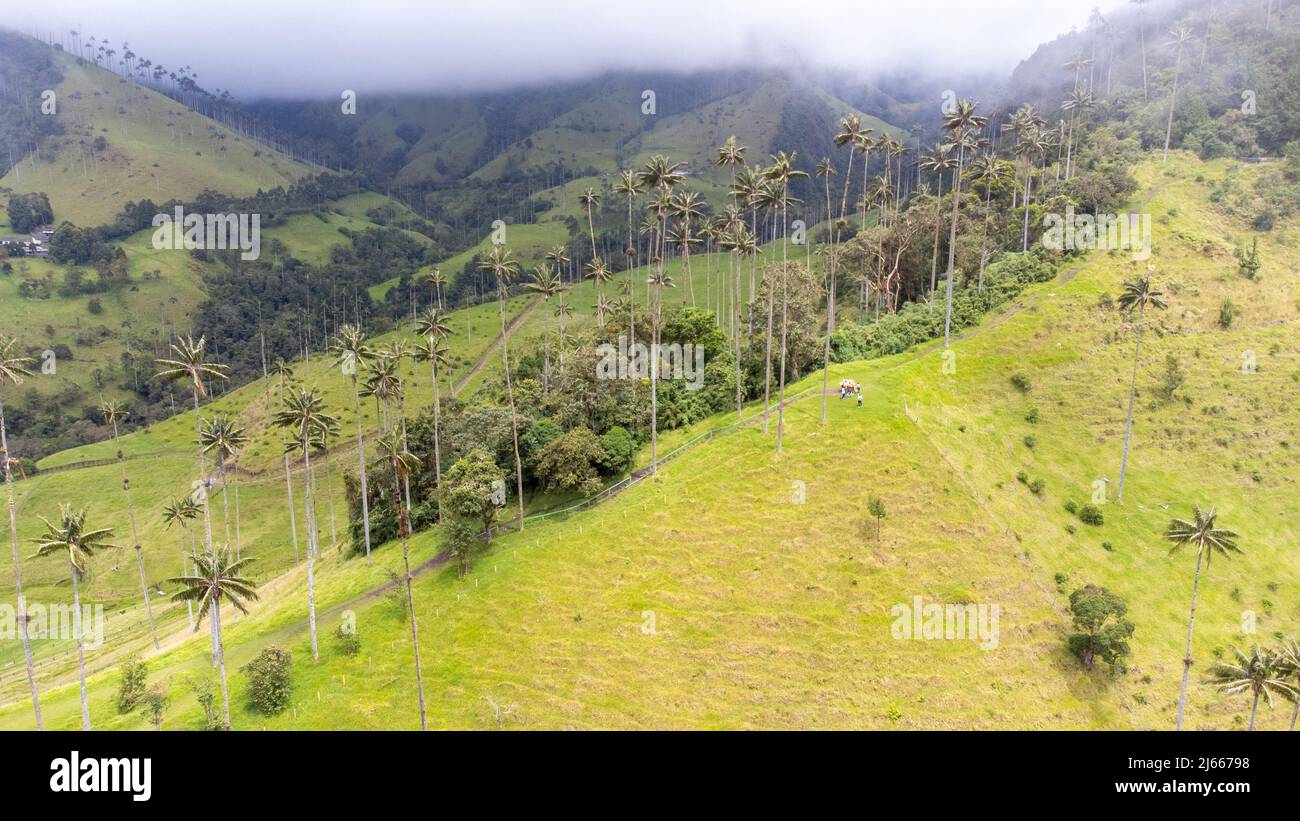 Valle de Cocora – Valley of the Giant Palm Trees, Salento, Colombia ...