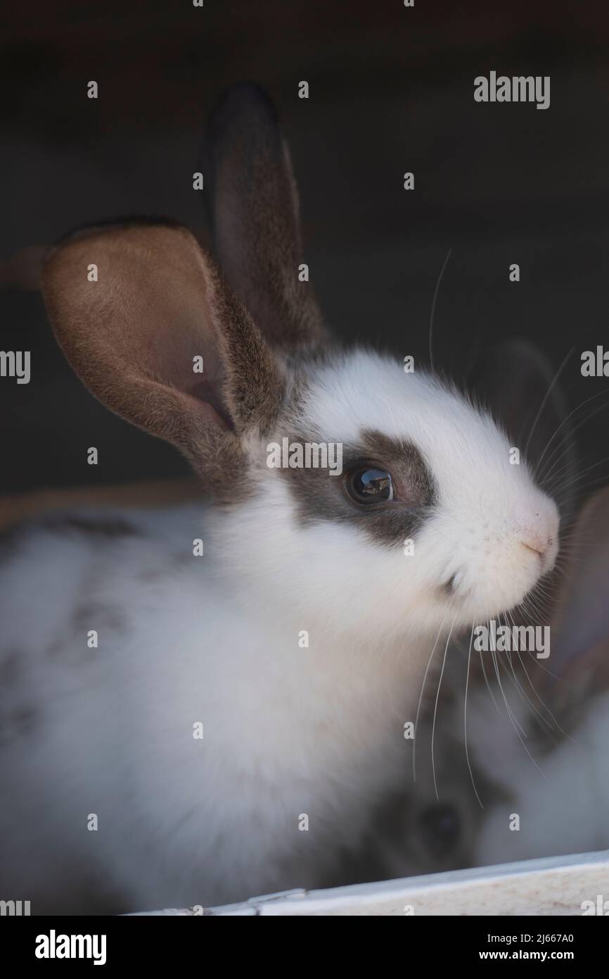 Close-up shot of white rabbit and brown spots with blurred out of focus ...