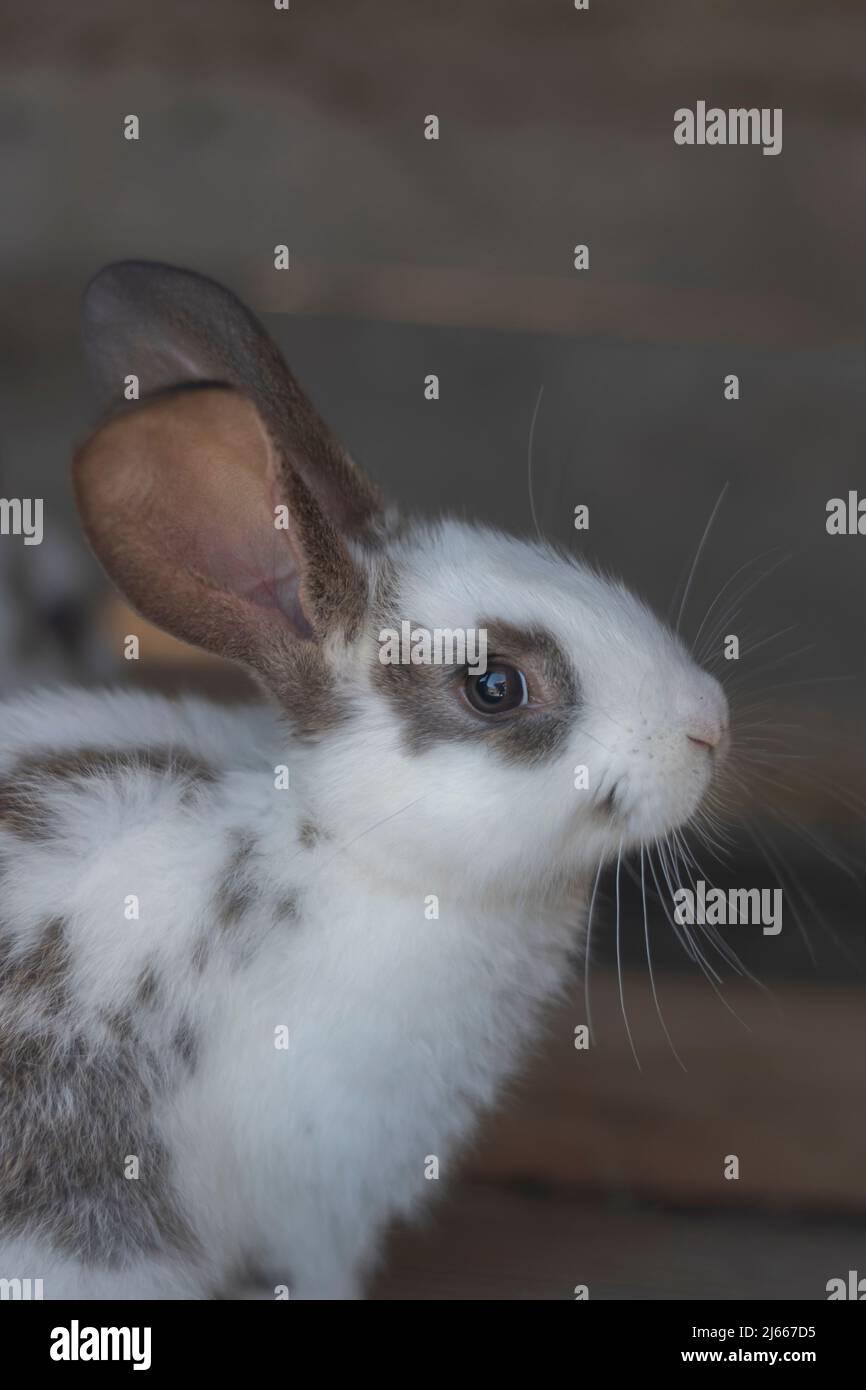 Close-up shot of white rabbit and brown spots with blurred out of focus ...