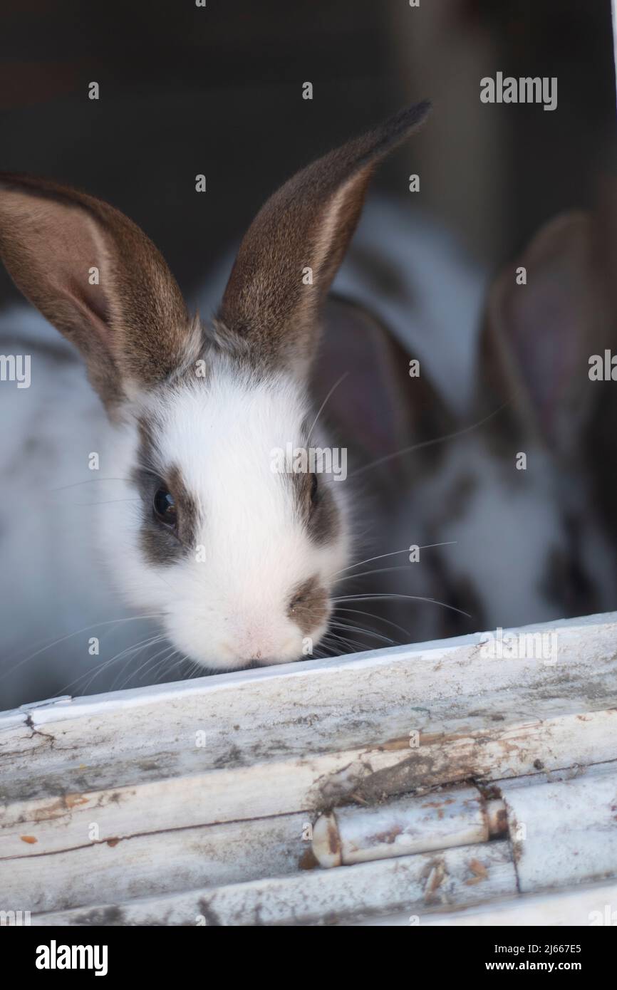Close-up shot of white rabbit and brown spots with blurred out of focus ...