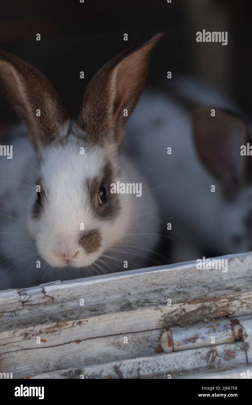 Close-up shot of white rabbit and brown spots with blurred out of focus ...