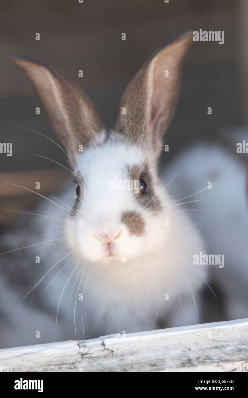 Close-up shot of white rabbit and brown spots with blurred out of focus ...