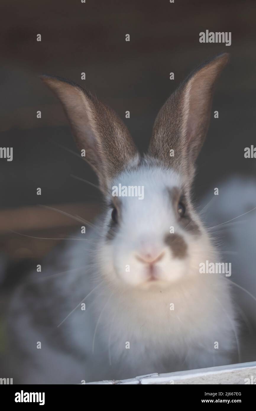 Close-up shot of white rabbit and brown spots with blurred out of focus ...