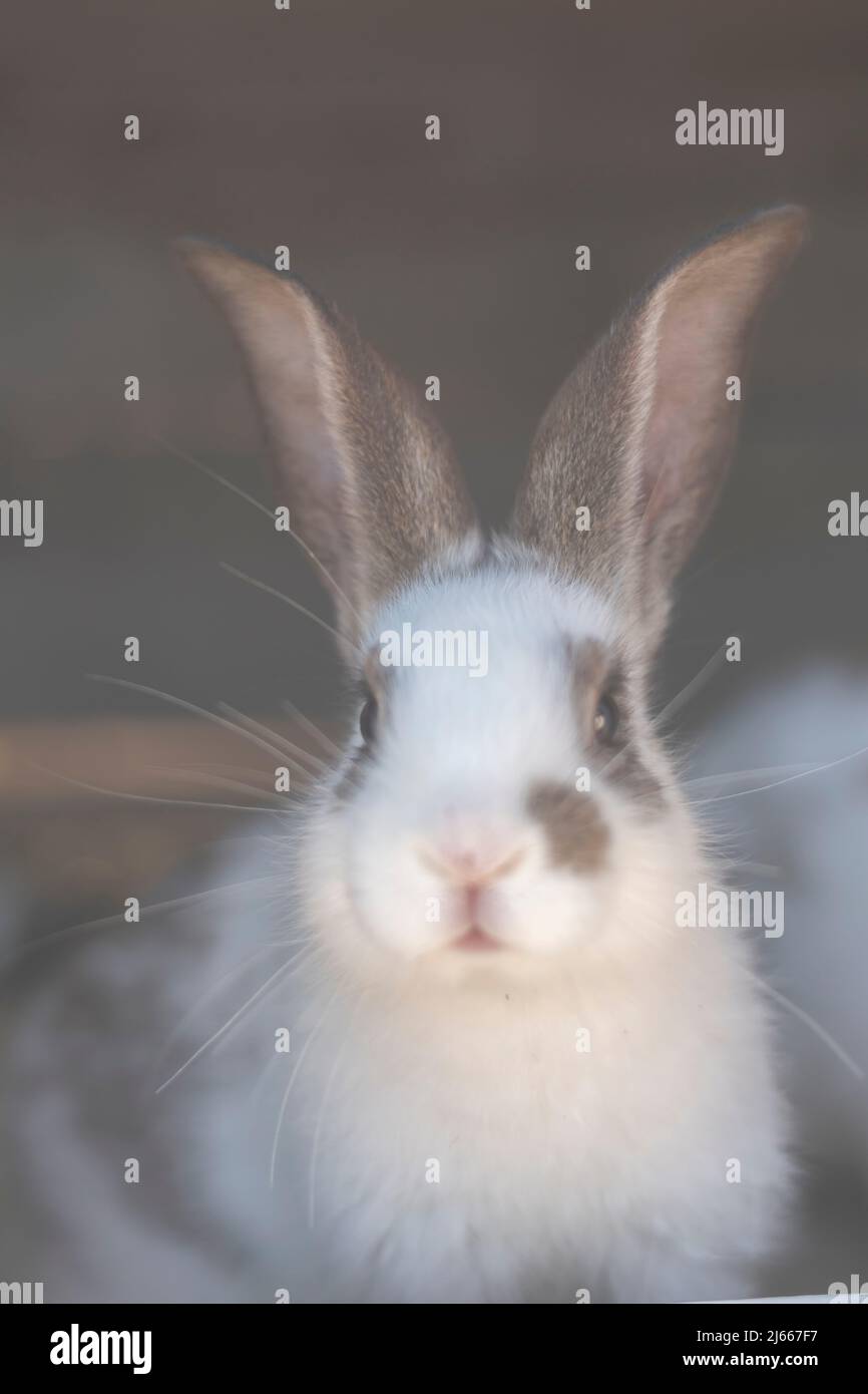 Close-up shot of white rabbit and brown spots with blurred out of focus ...
