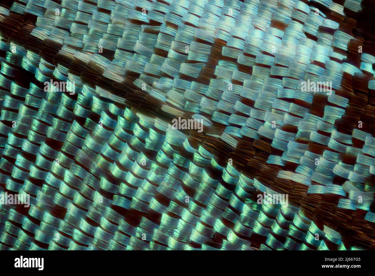 Extreme macro of butterfly wing scales under the microscope Stock Photo ...