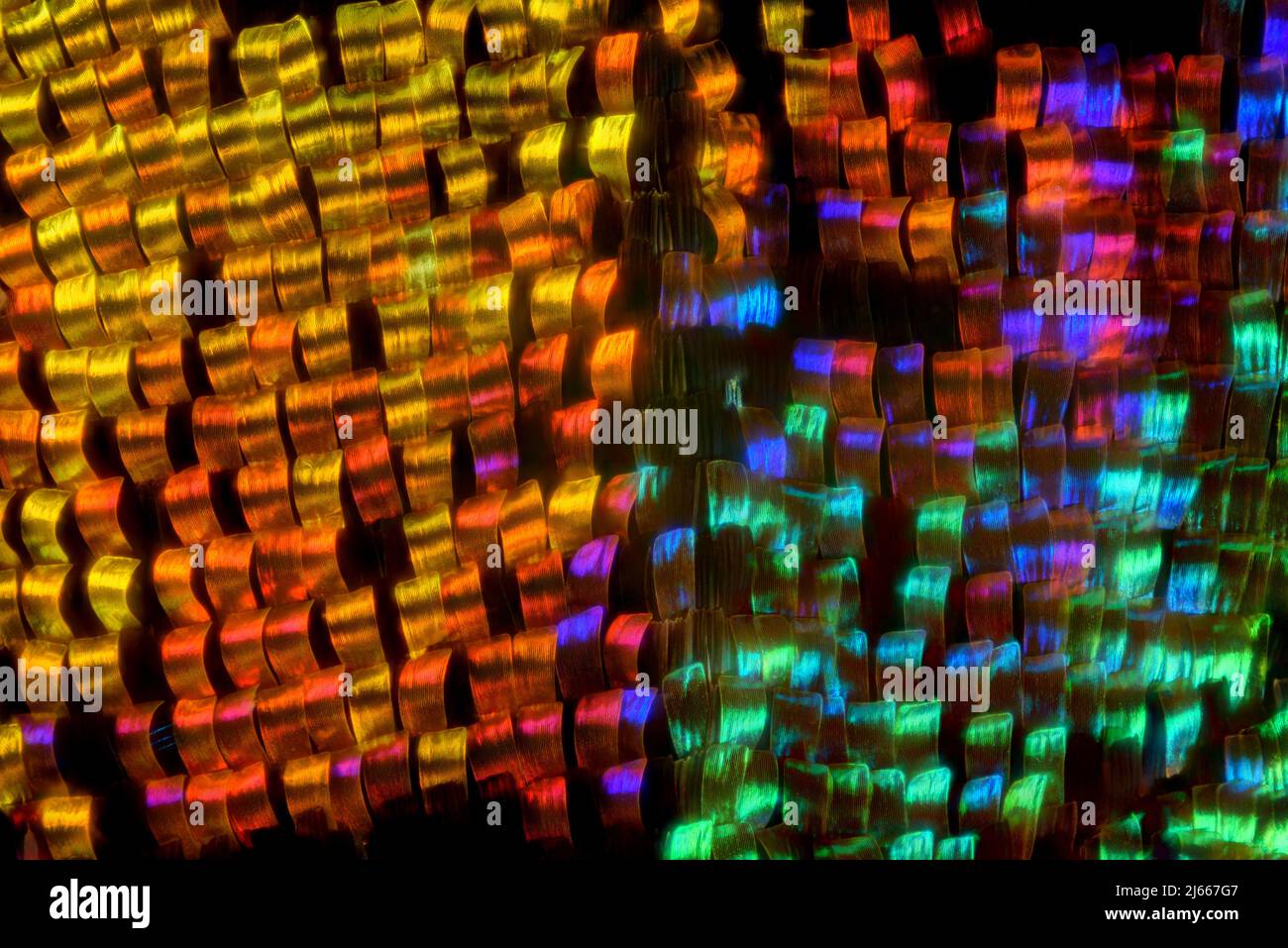 Extreme macro of butterfly wing coloful iridescent scales under the ...