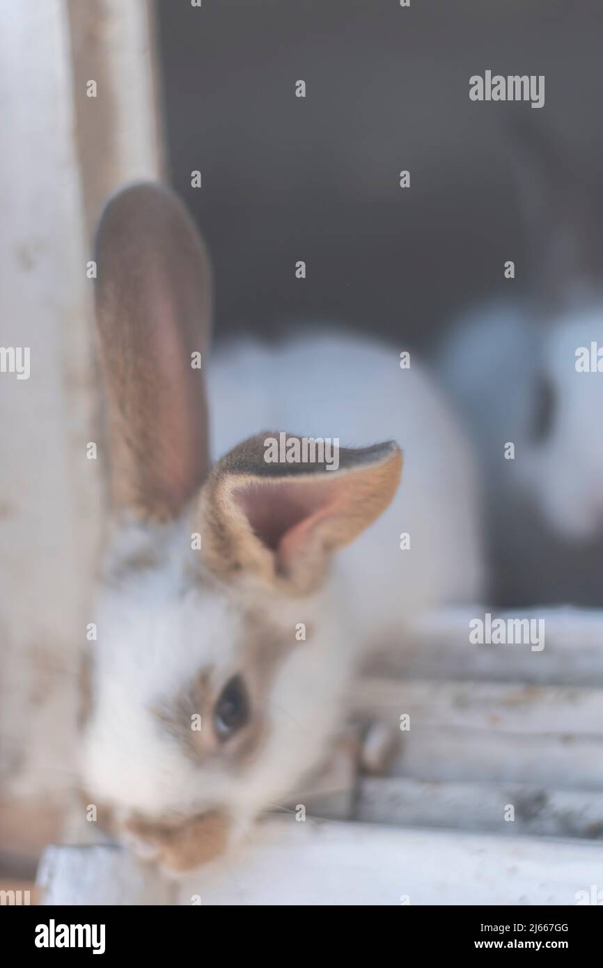 Close-up shot of white rabbit and brown spots with blurred out of focus ...