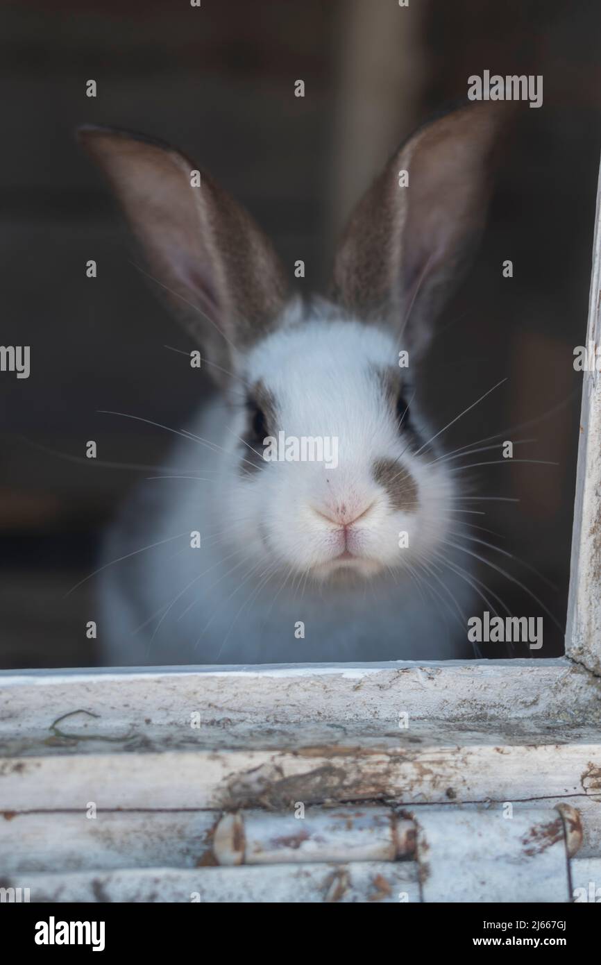 Close-up shot of white rabbit and brown spots with blurred out of focus ...