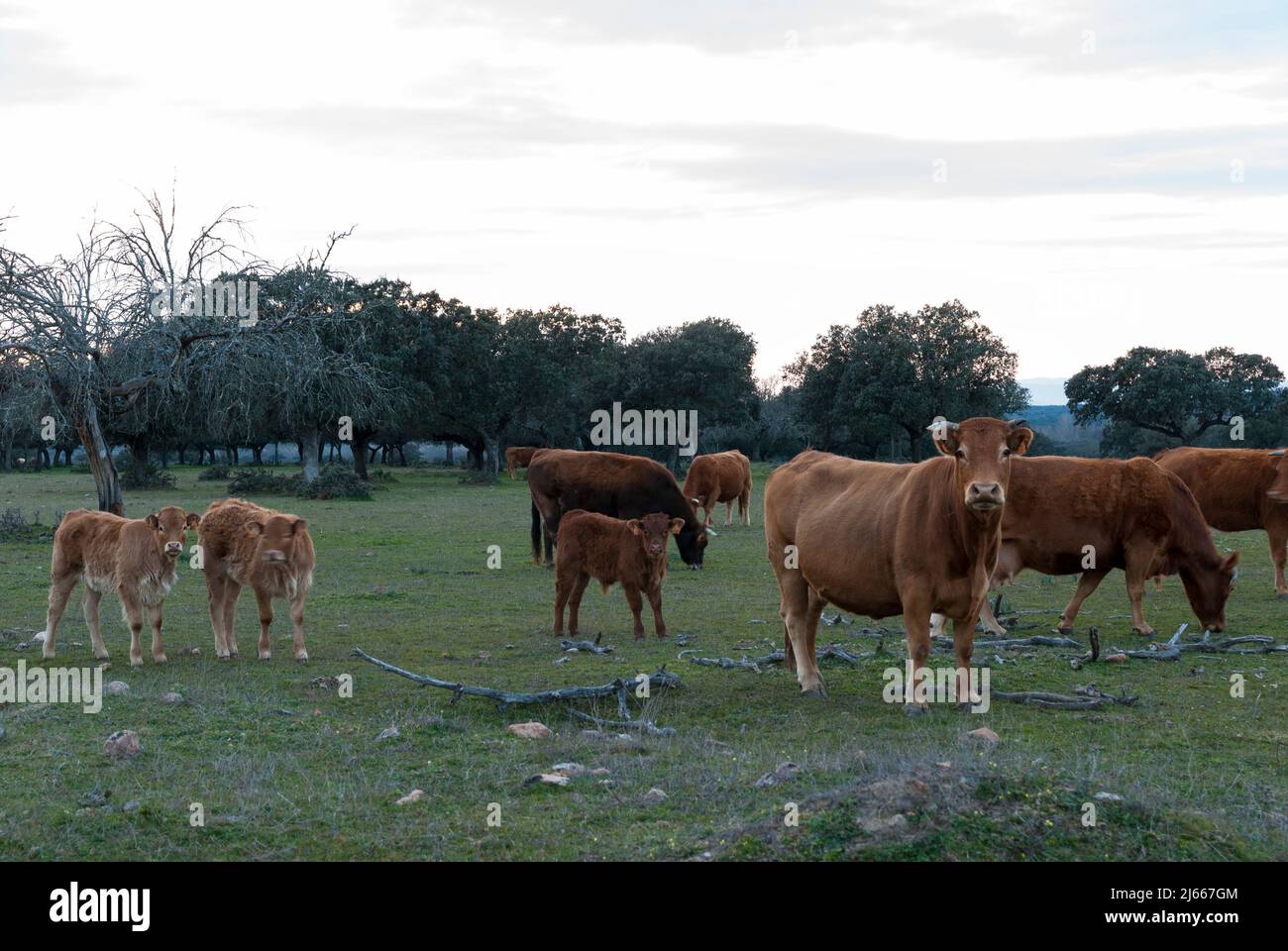 Red cows with their calves grazing in Dehesa de Extremadura at sunset ...