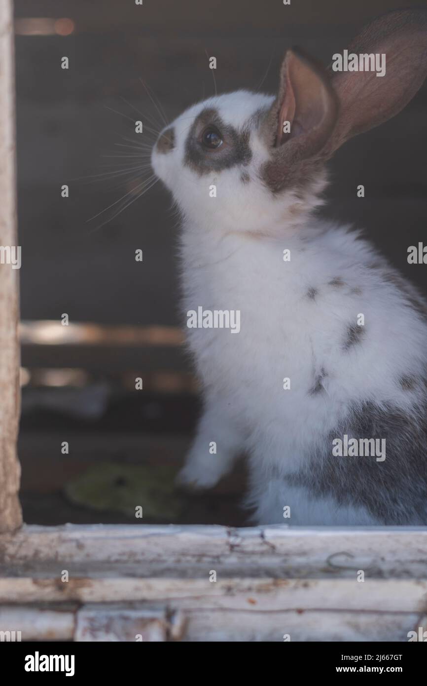 Close-up shot of white rabbit and brown spots with blurred out of focus ...