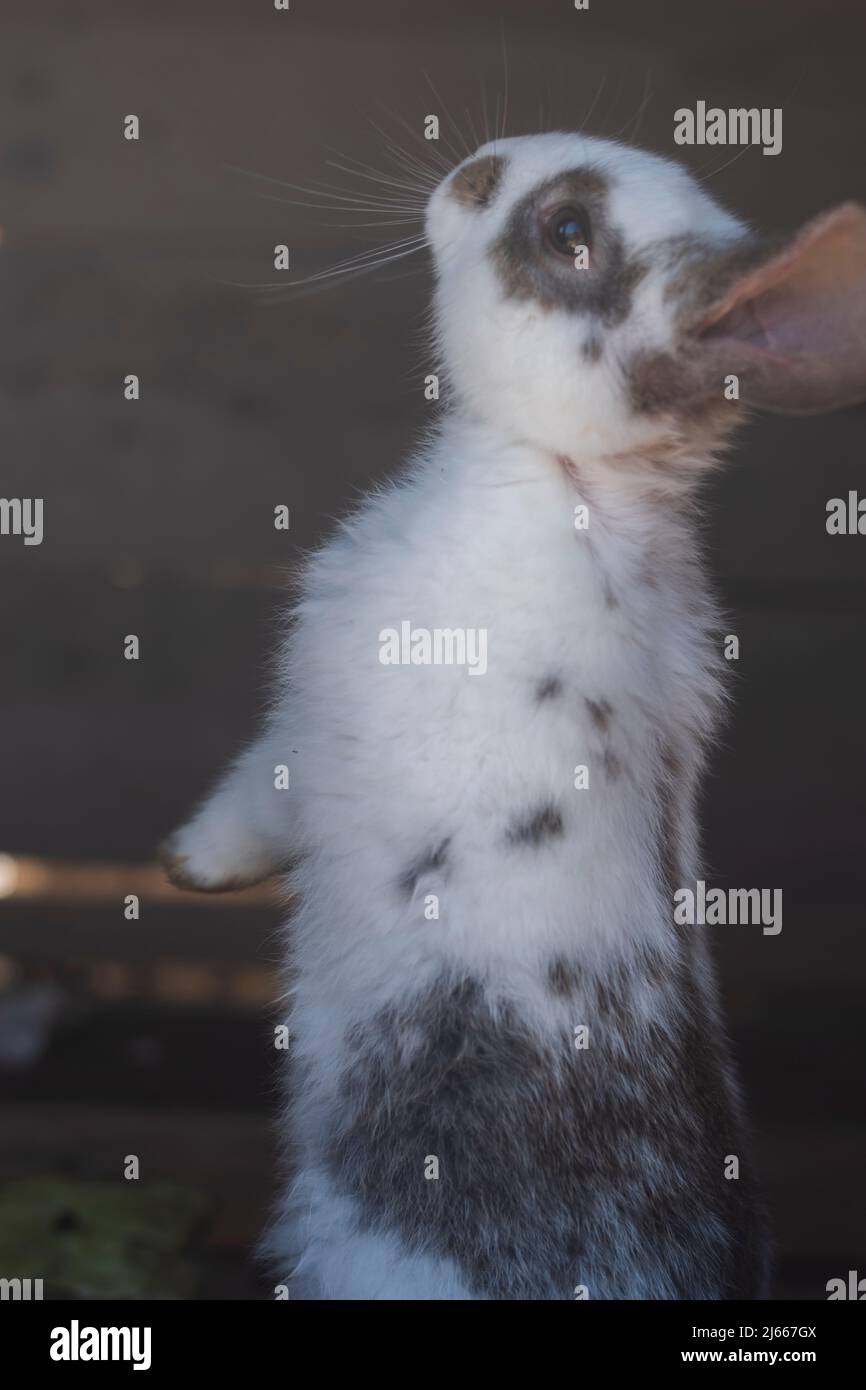 Close-up shot of white rabbit and brown spots with blurred out of focus ...