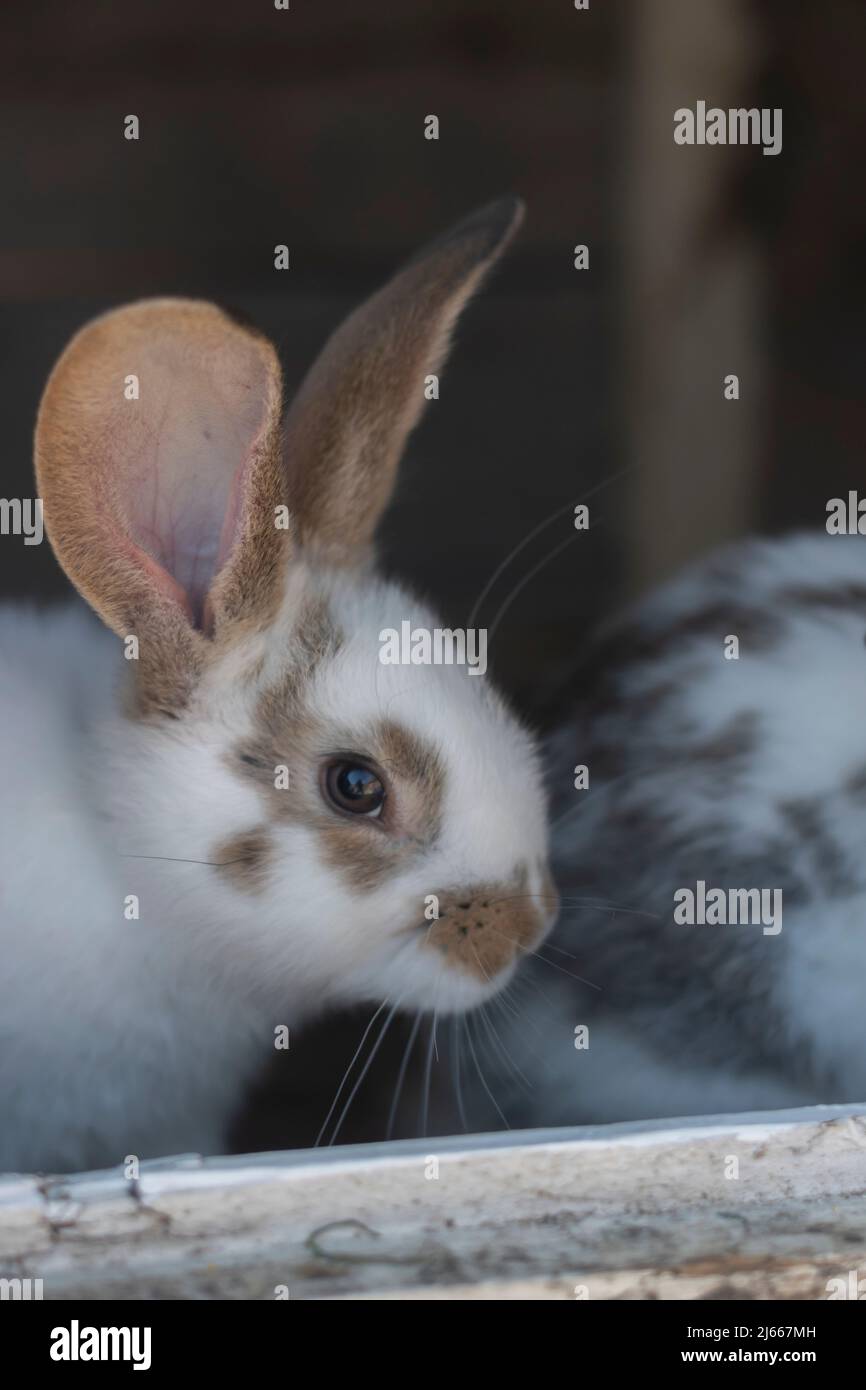 Close-up shot of white rabbit and brown spots with blurred out of focus ...