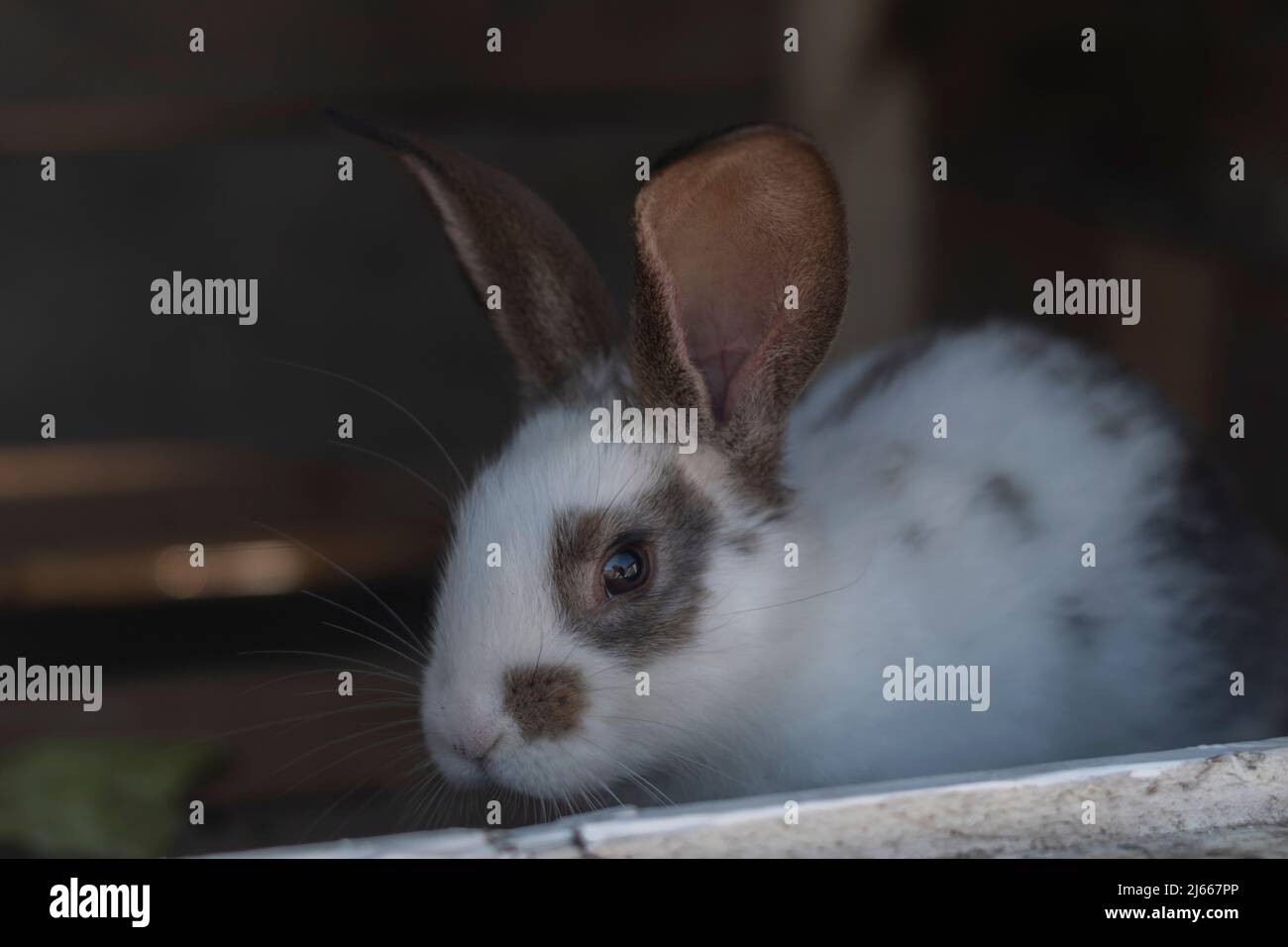 Close-up shot of white rabbit and brown spots with blurred out of focus ...