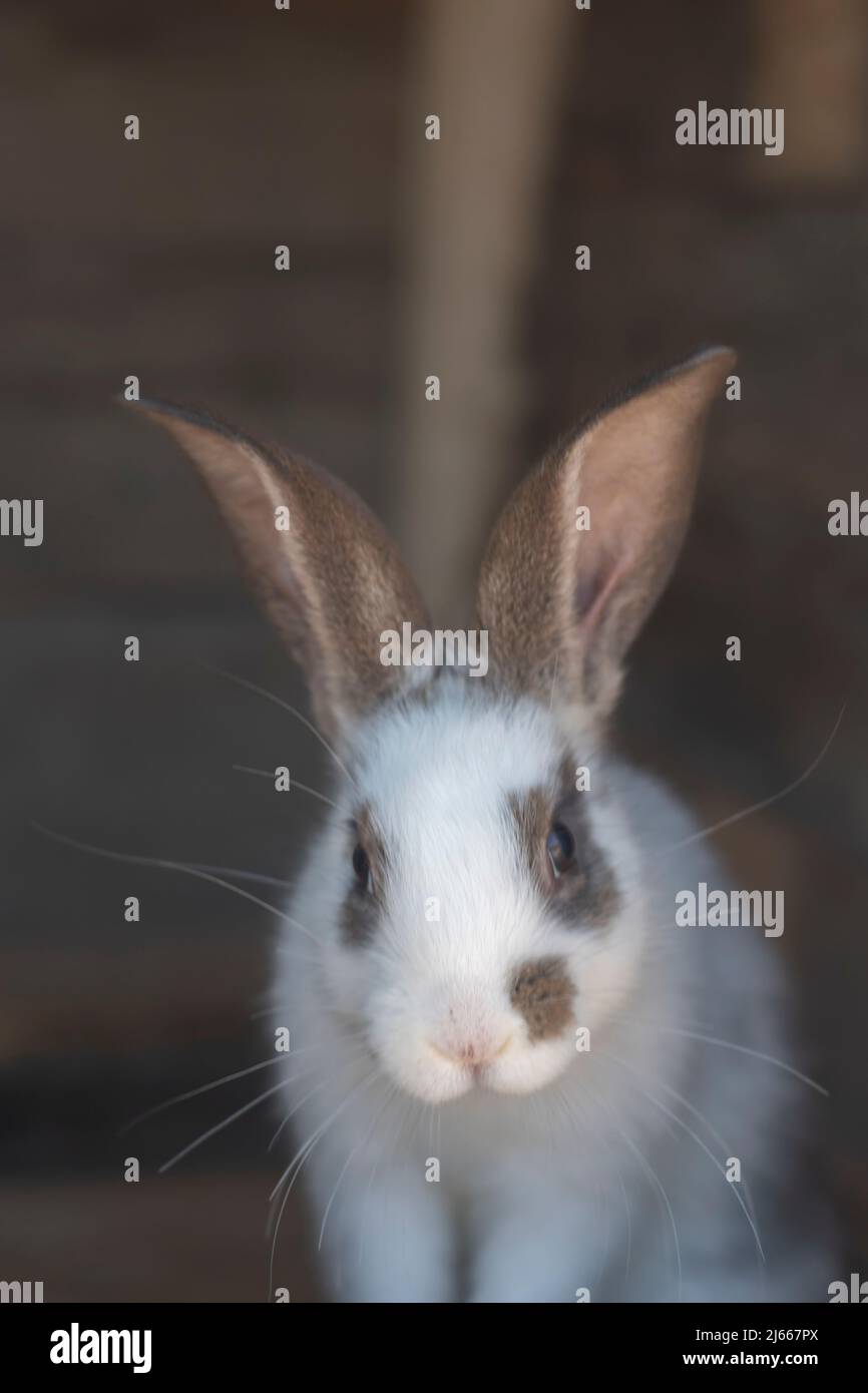 Close-up shot of white rabbit and brown spots with blurred out of focus ...