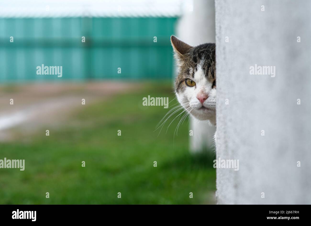 Little cat sitting behind hi-res stock photography and images - Alamy