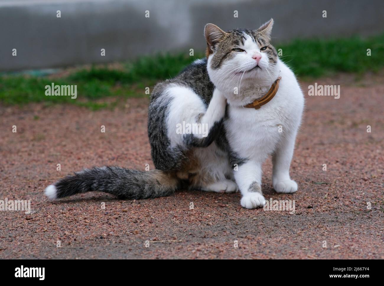 Scratches animal hi-res stock photography and images - Alamy