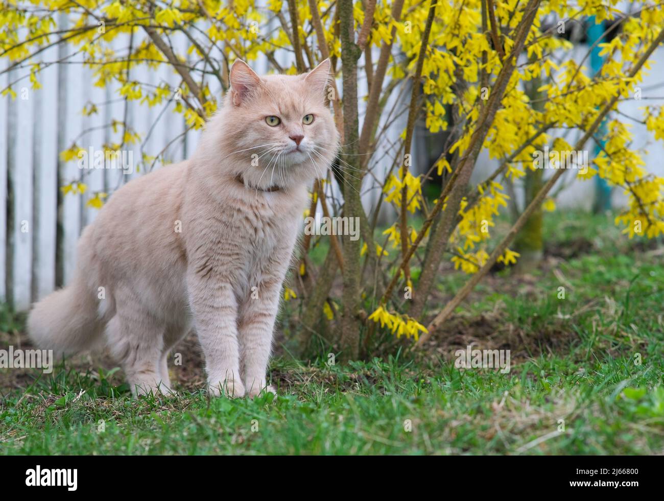 Decorative garden cat hi-res stock photography and images - Alamy