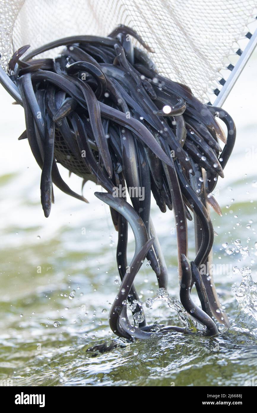 20 April 2022, Rhineland-Palatinate, Wörth am Rhein: Young eels are ...