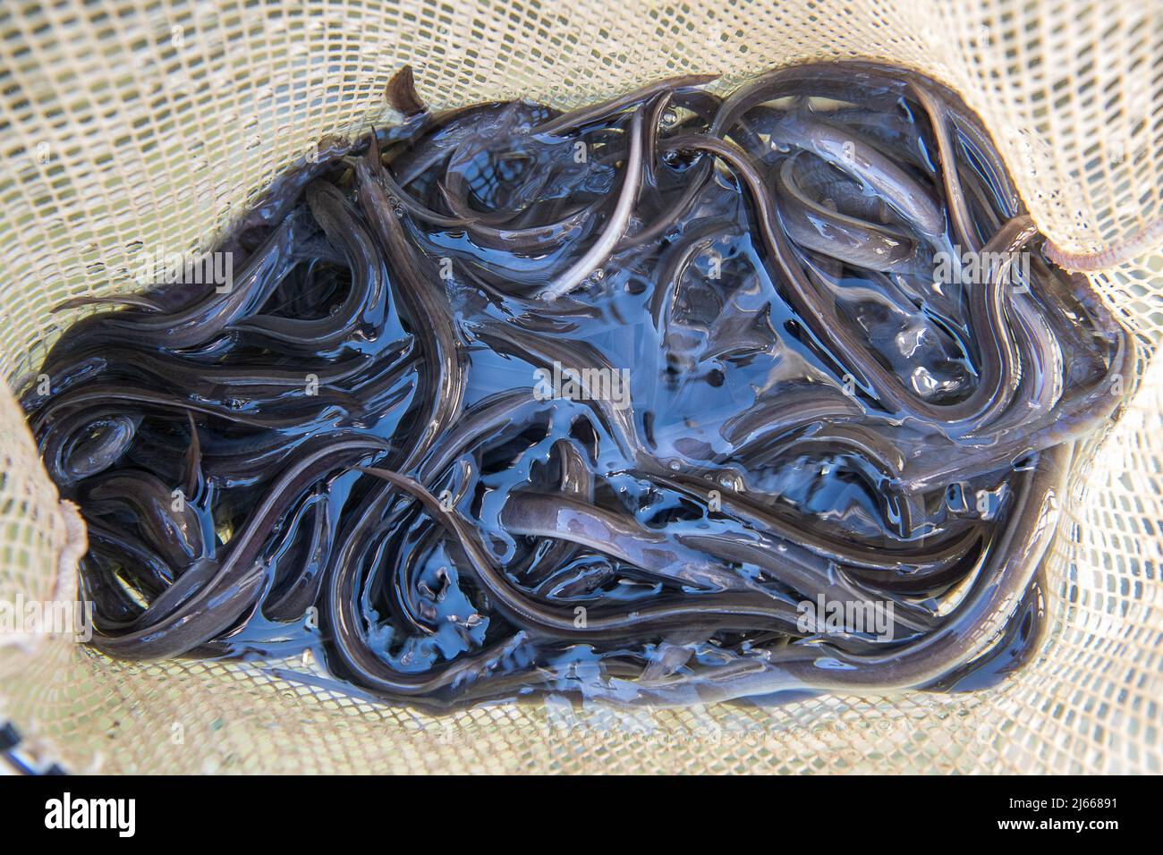 20 April 2022, Rhineland-Palatinate, Wörth am Rhein: Young eels lie in ...