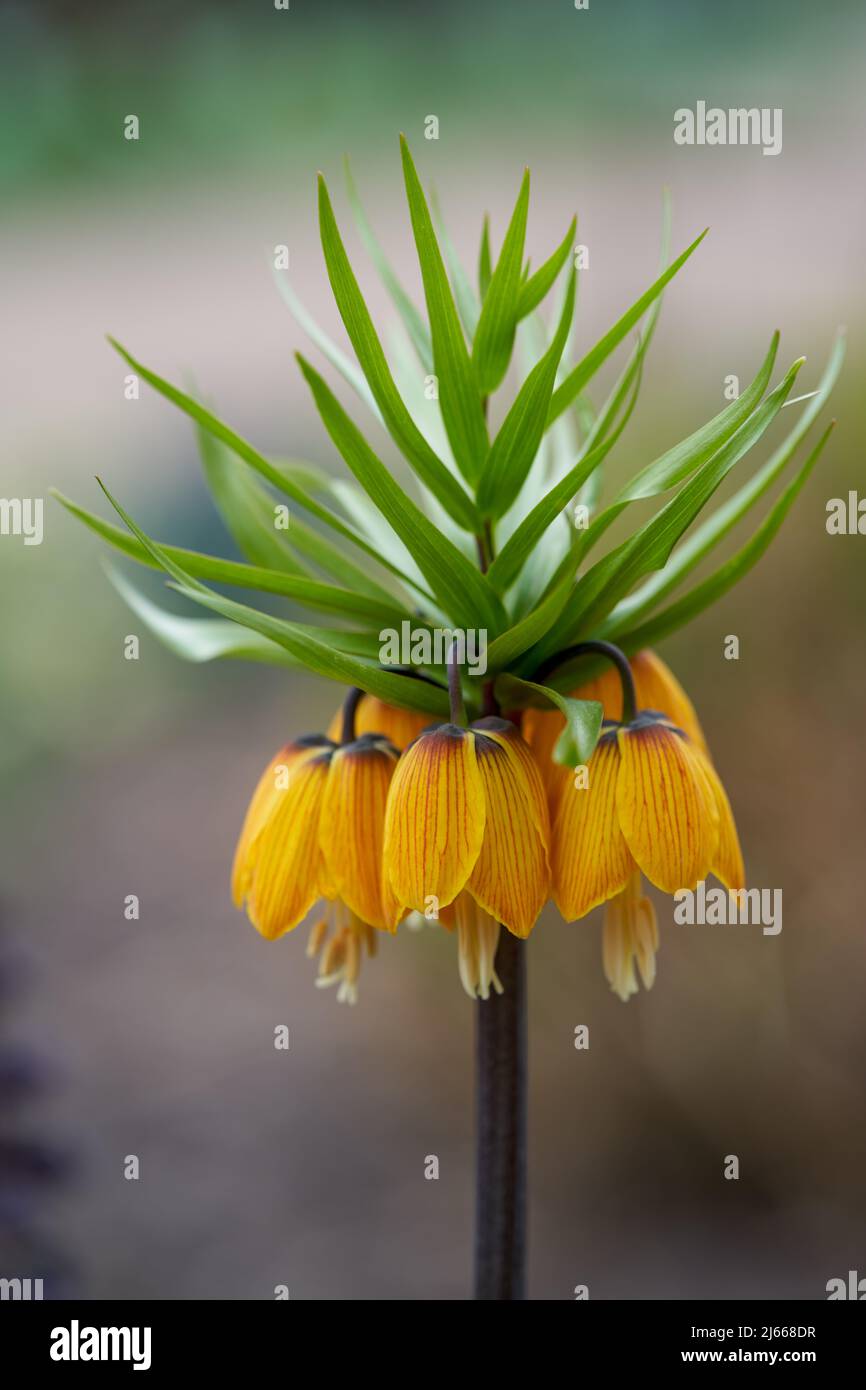 yellow Fritillaria imperialis flowers blooming Stock Photo - Alamy