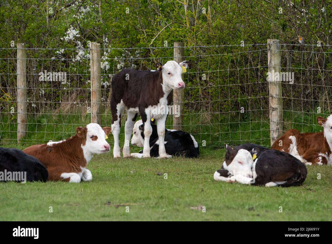 Calves farming hi-res stock photography and images - Alamy