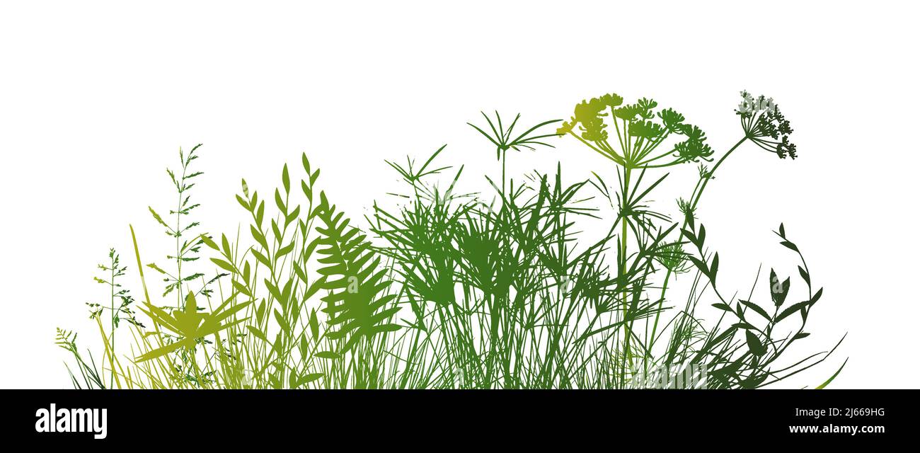 Green Grass With Flowers Isolated On White Background, Vector ...