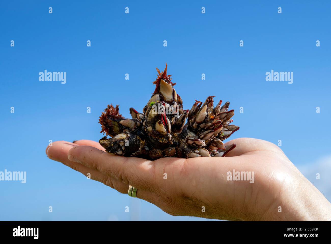 Goose barnacles known as perceves. Famous seafood from crustaceans ...