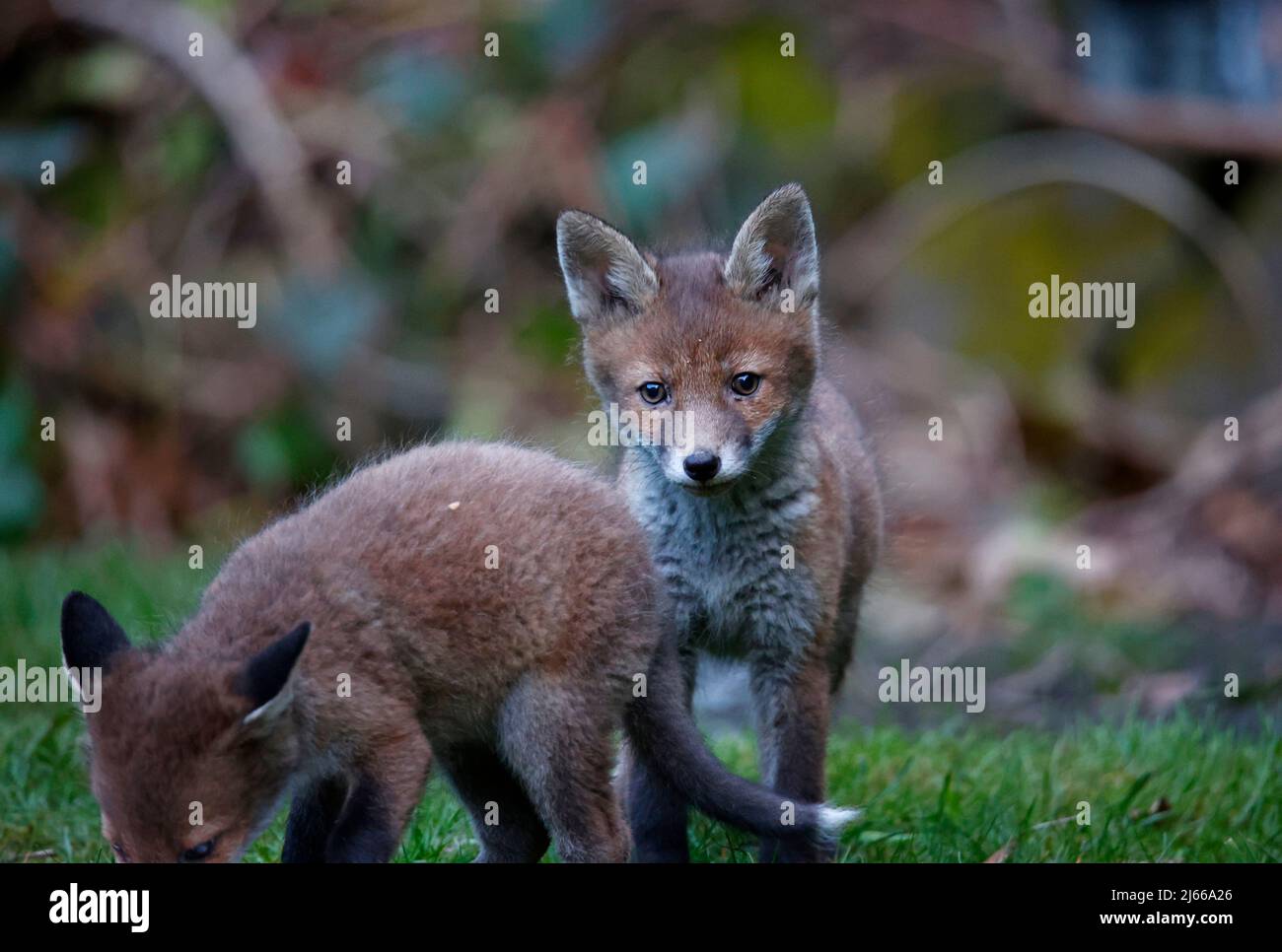 A family of urban fox cubs exploring the garden Stock Photo - Alamy