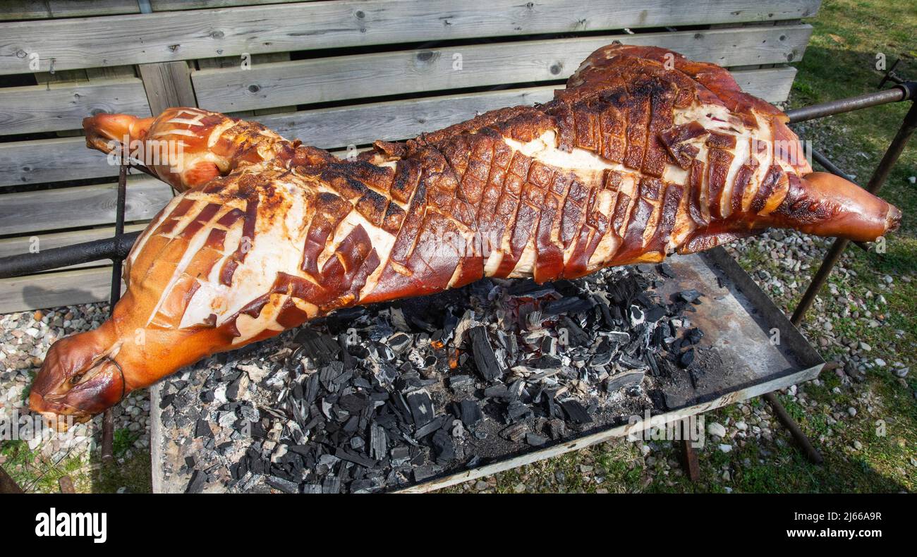 Pig on the grill in Snarestad, Ystad community, Scania, Sweden ...
