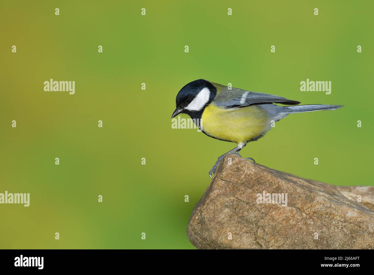 Kohlmeise (Parus major) sitzt auf einem Stein, Nordrhein-Westfalen ...