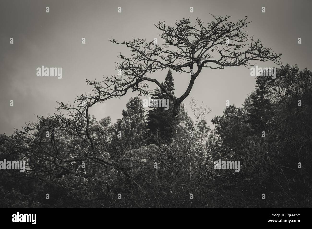 Shevaroy hills tamil nadu hi-res stock photography and images - Alamy