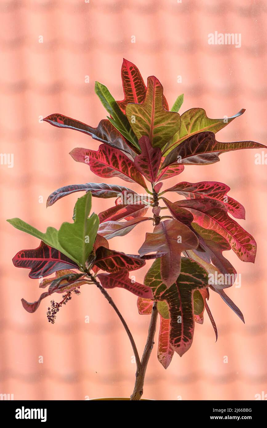 Garden croton plant hi-res stock photography and images - Alamy