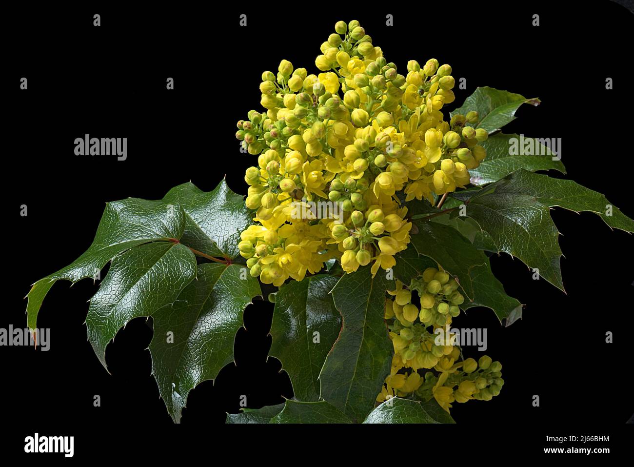 Bluete einer Gewoehnliche Mahonie (Mahonia aquifolium) auf schwarzem ...