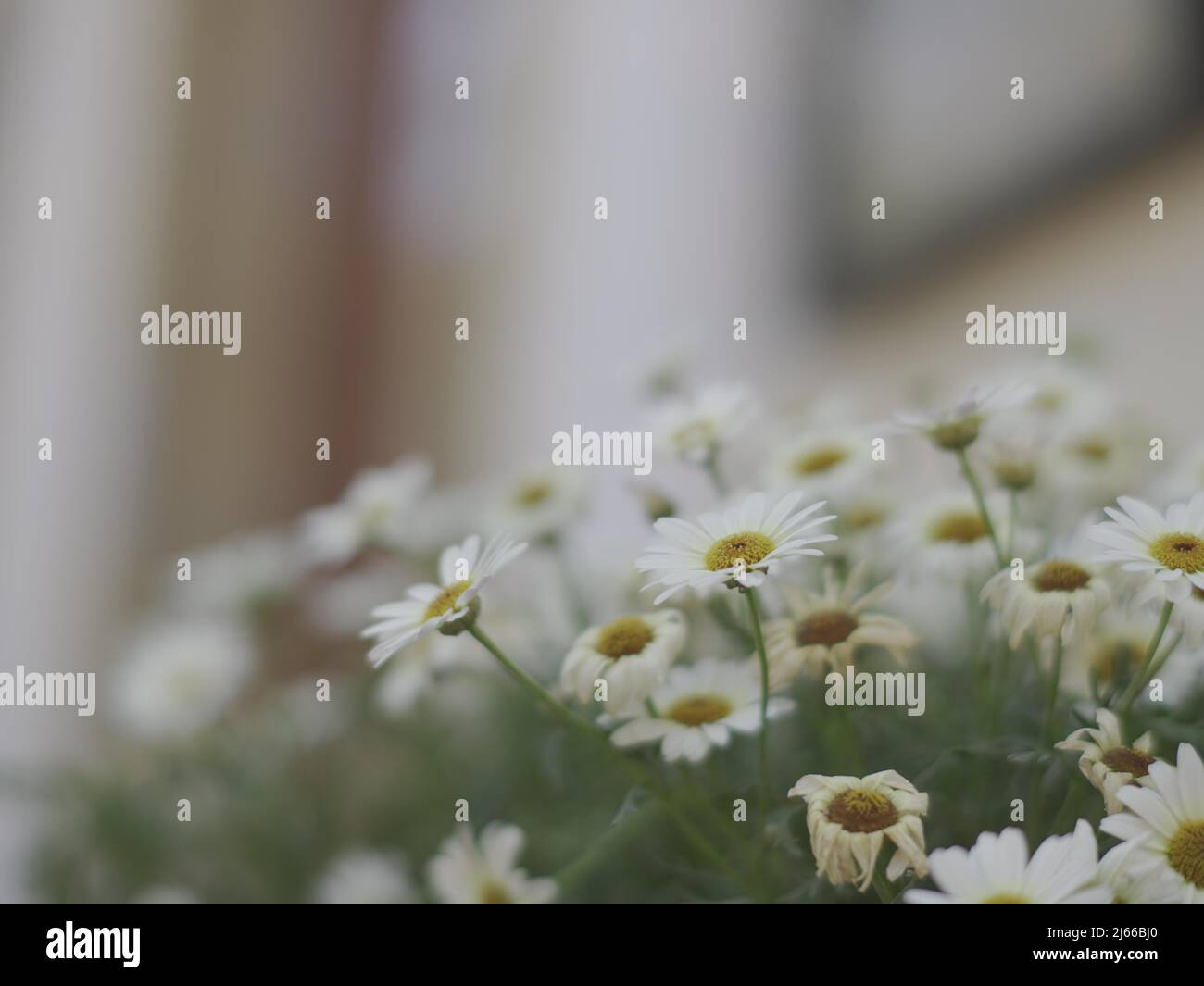 Beautiful white daisy flowers hi-res stock photography and images - Alamy