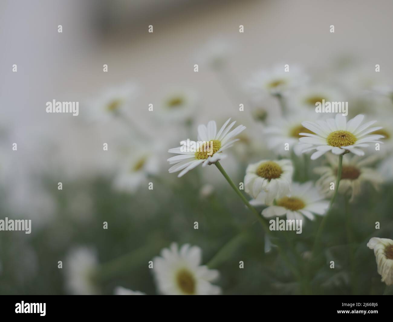 Beautiful white daisy flowers hi-res stock photography and images - Alamy