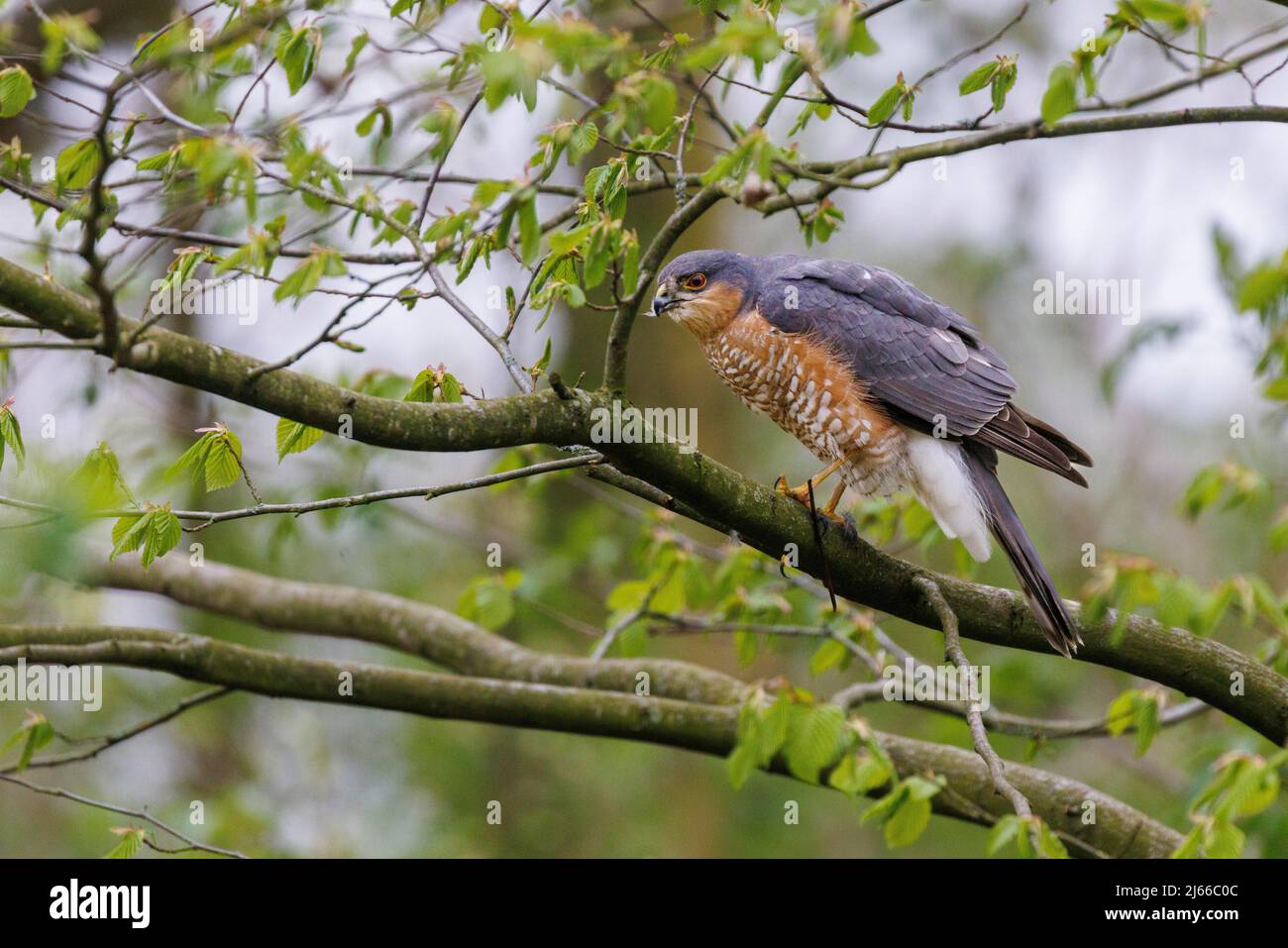 German sperber hi-res stock photography and images - Alamy