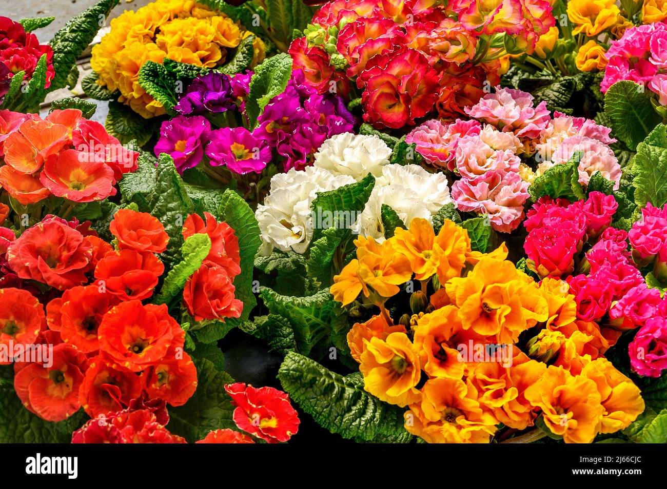 Primeln (Primula), Deutschland Stock Photo - Alamy