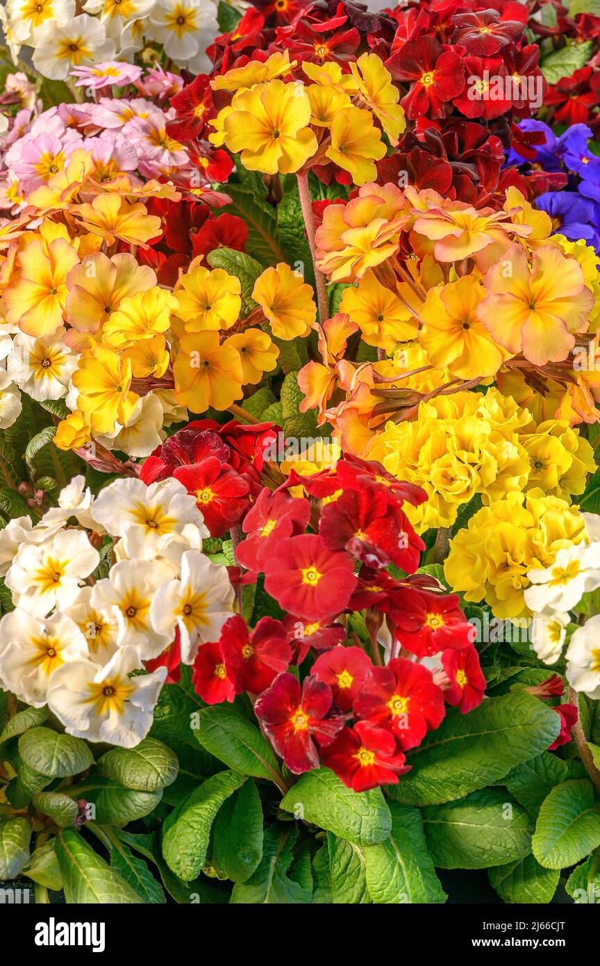 Primeln (Primula), Deutschland Stock Photo - Alamy