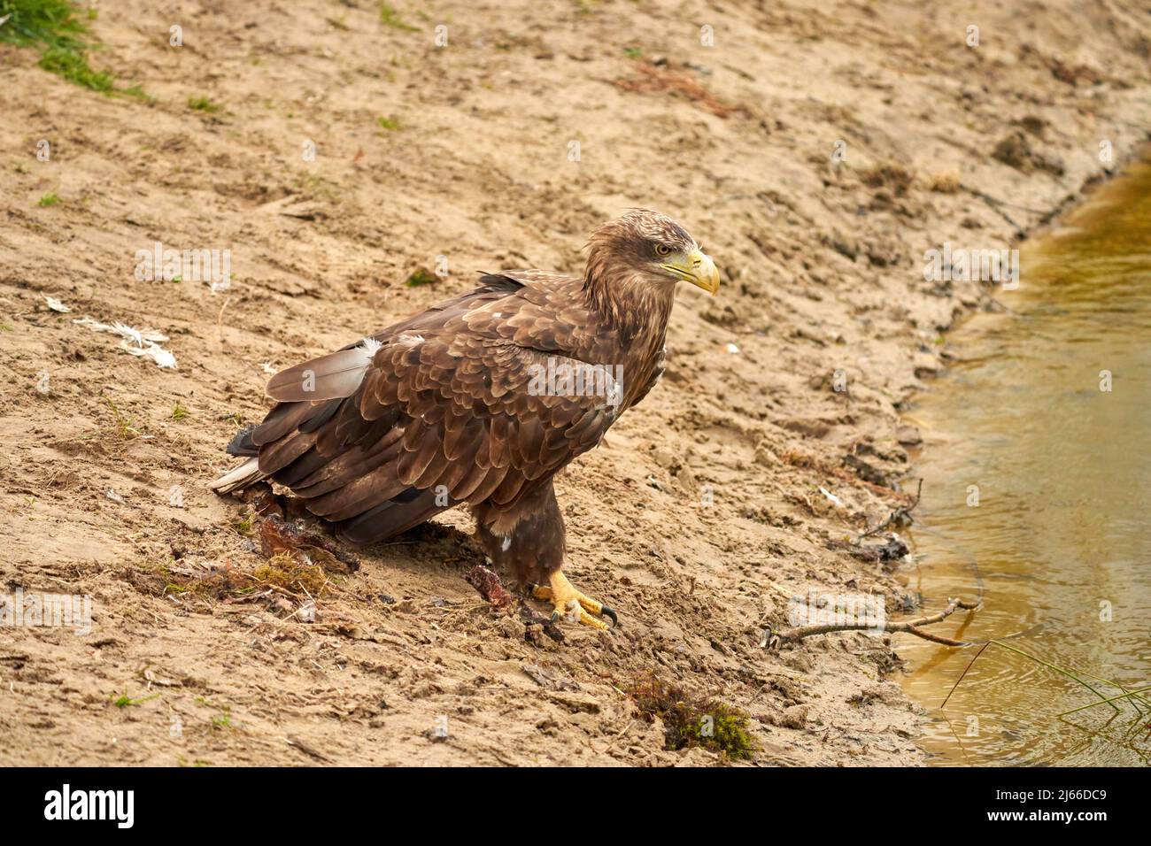 Eagle grabbing catching hi-res stock photography and images - Alamy