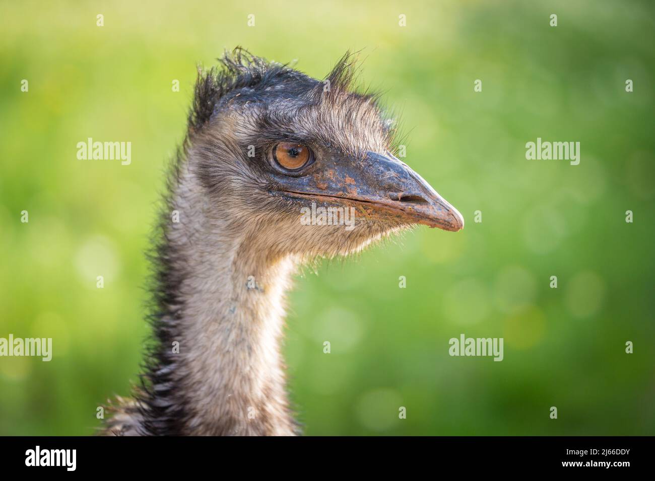 Grosser emu hi-res stock photography and images - Alamy