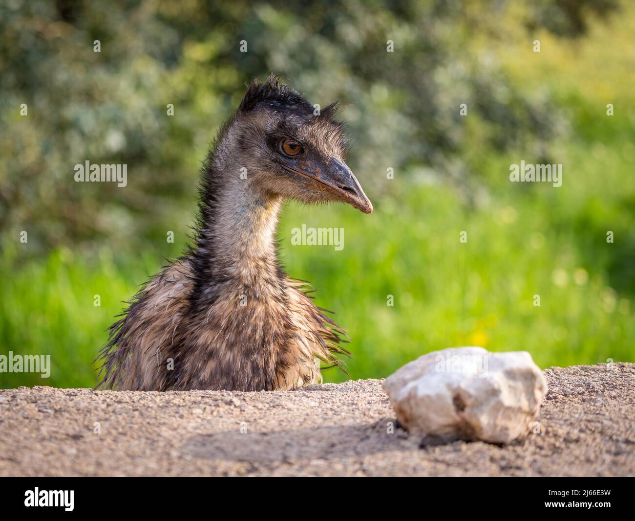 Grosser Emu (Dromaius novaehollandiae) schaut ueber Mauer, Portraet ...